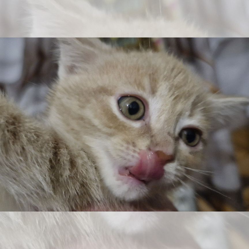 Котёнок в добрые руки