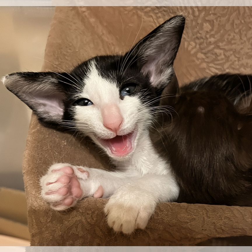 Ориентальный котёнок