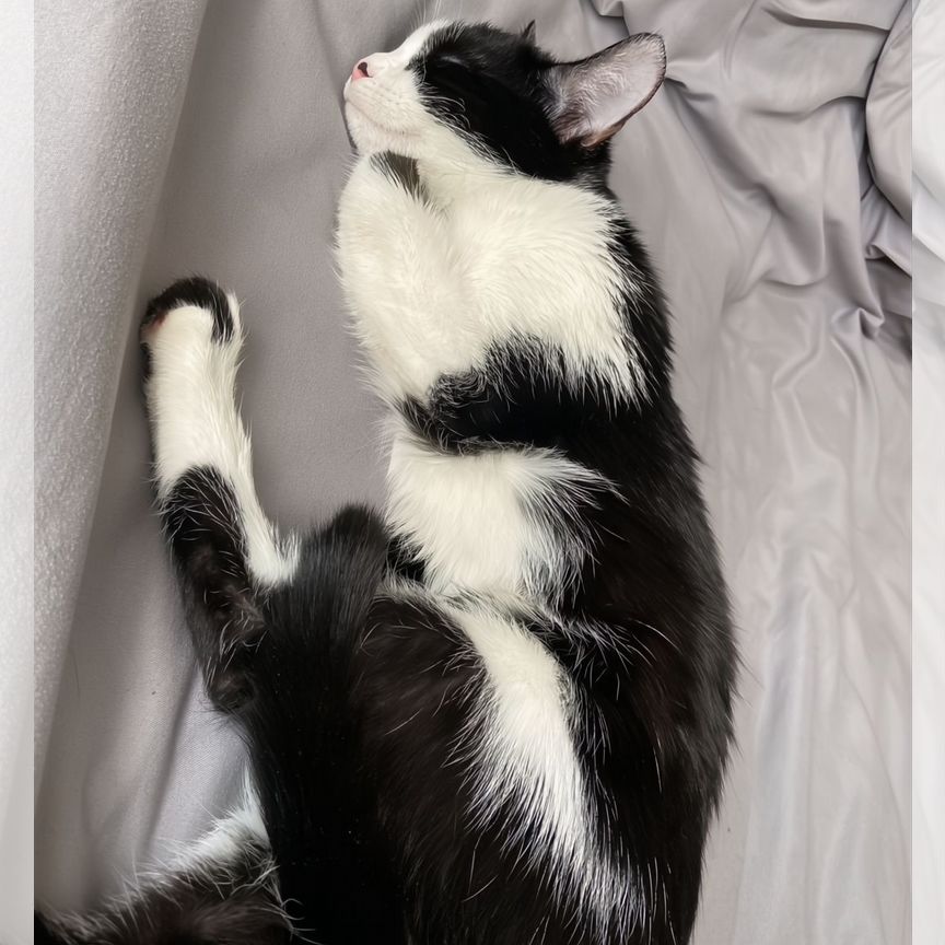 Турецкая ангора котёнок