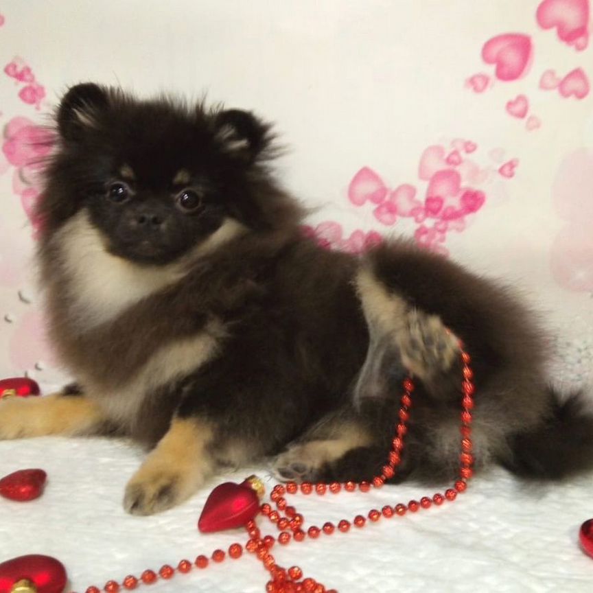 Весёлые шпицульки