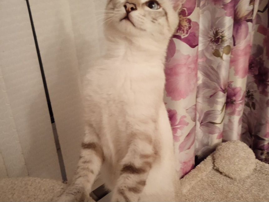Котик