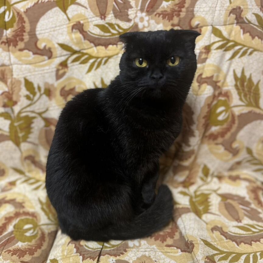 Кошка