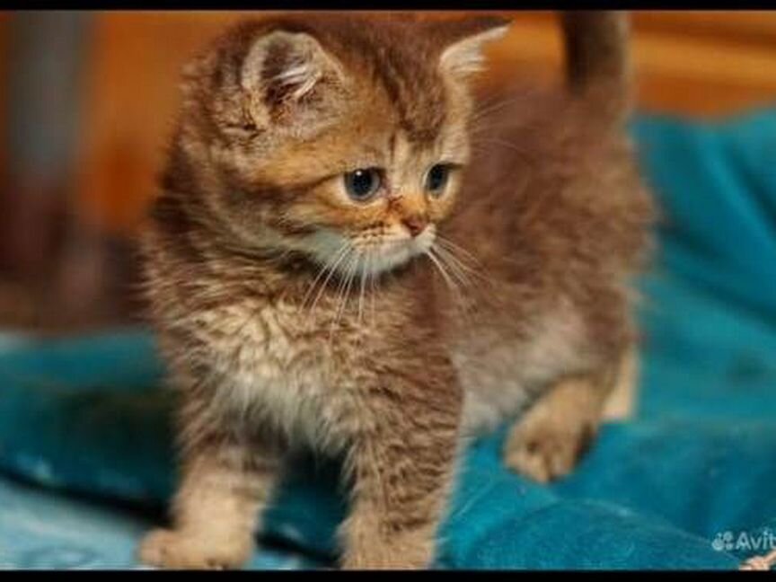 Котенок Ирис