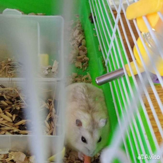 Джунгарик девочка, необычного окраса с клеткой