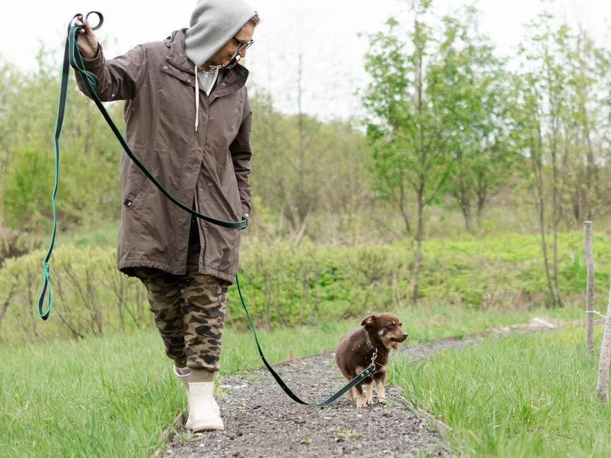 Отдам коротколапую небольшую собачку