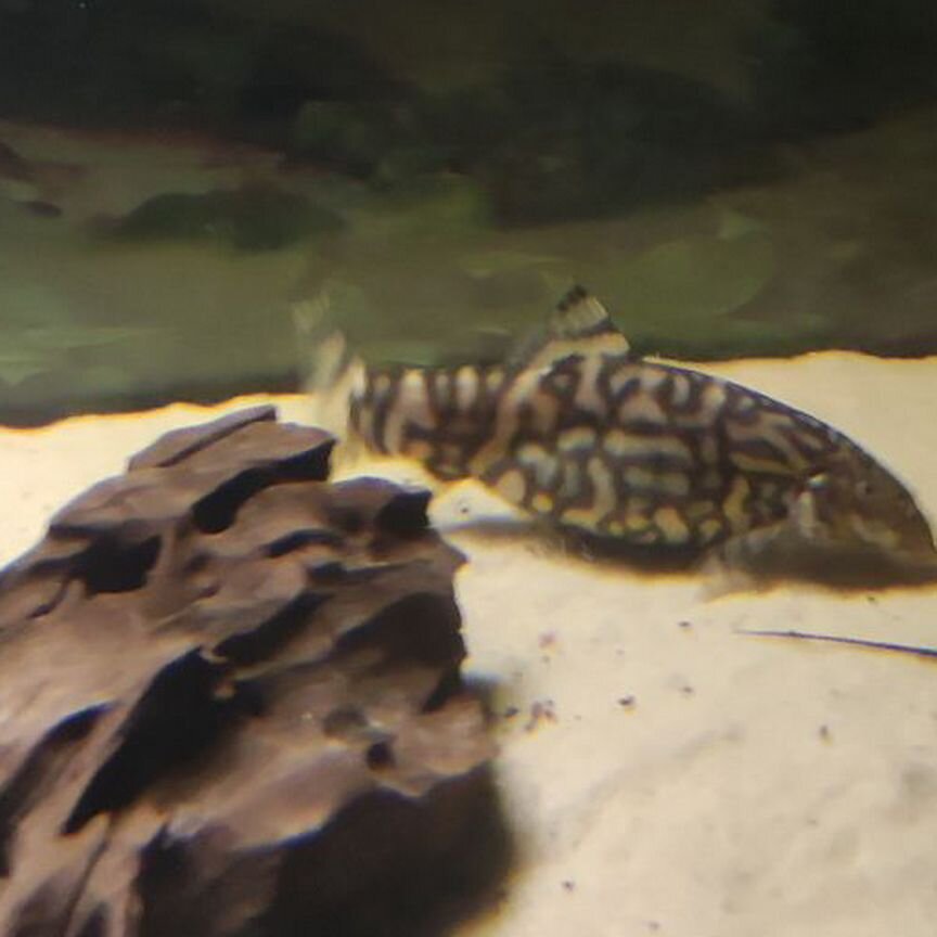 Мраморная боция и торакатум