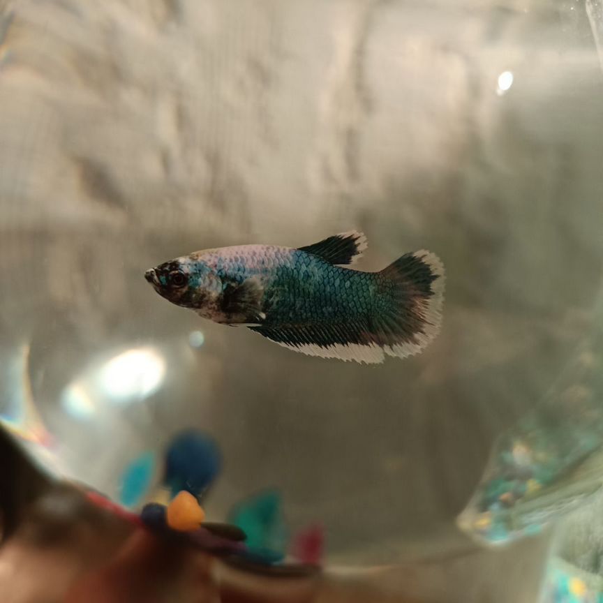 Рыба Петушок