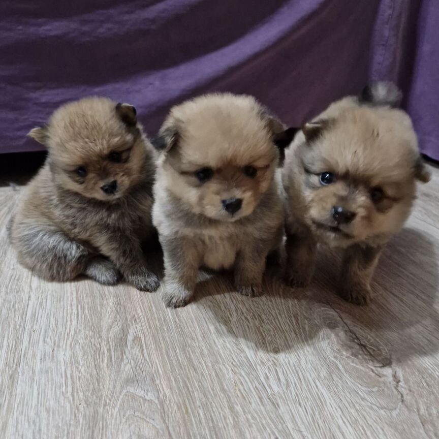 Немецкий шпиц, щенок