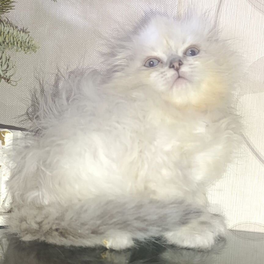 Шотландский вислоухий короткошёрстный котёнок