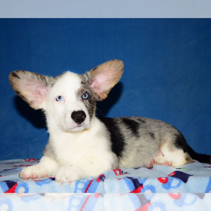 Корги кардиган щенки мерле