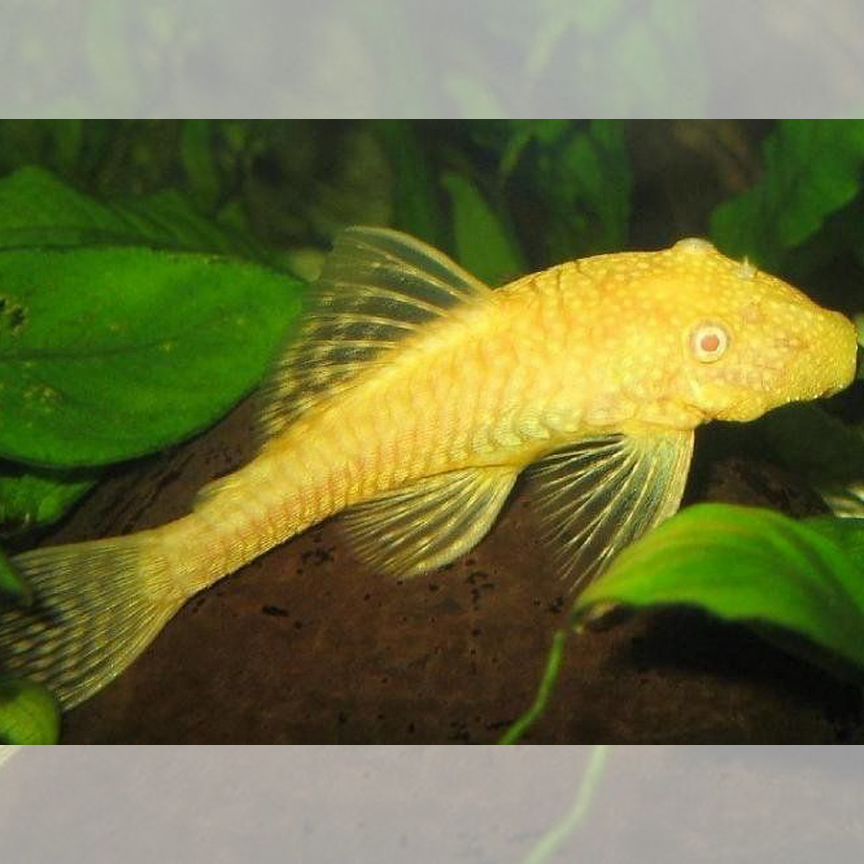 Анцитрус Жёлтый