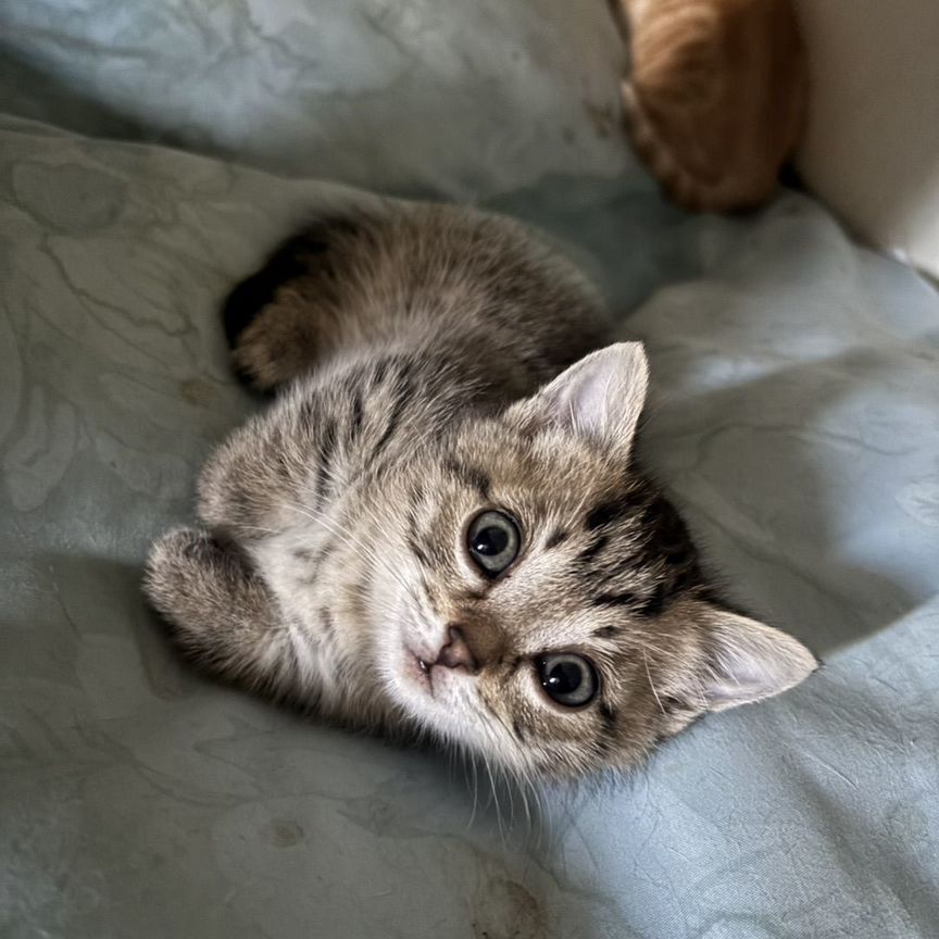 Мальчик коротколапый