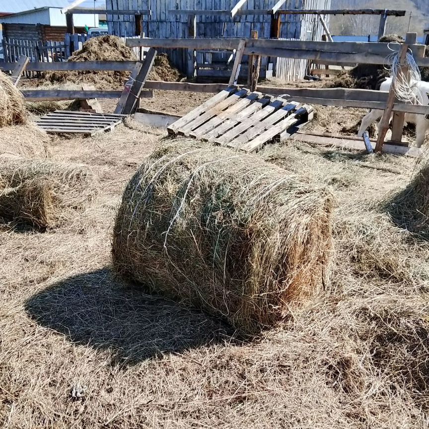 Продам Сено в рулонах свежий 2024