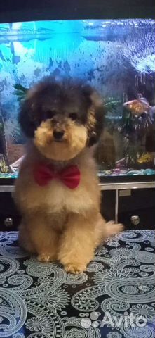 Щенки мальтипу