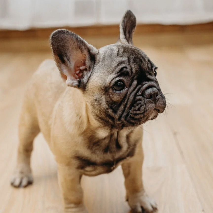 Французский бульдог