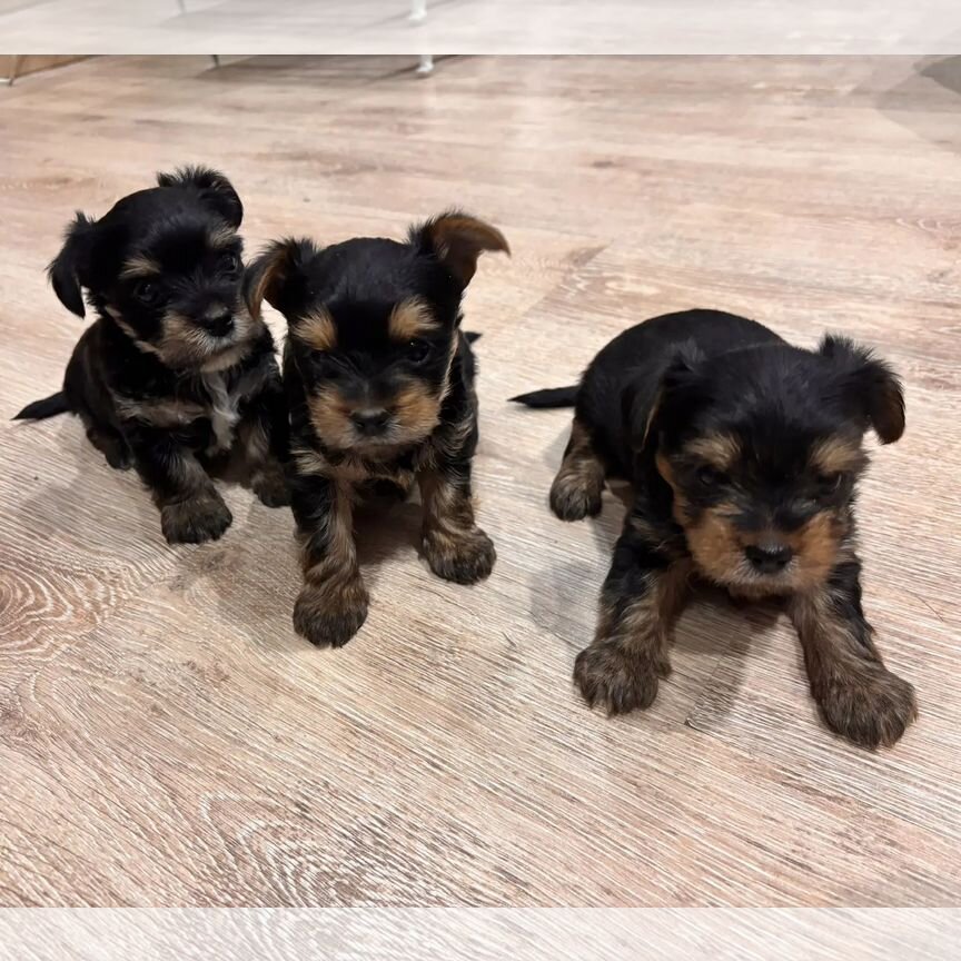 Йоркширский терьер, щенок