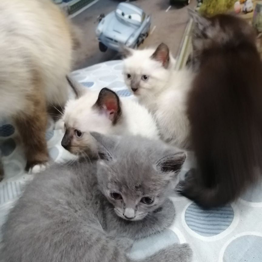 Котята ищут новую семью