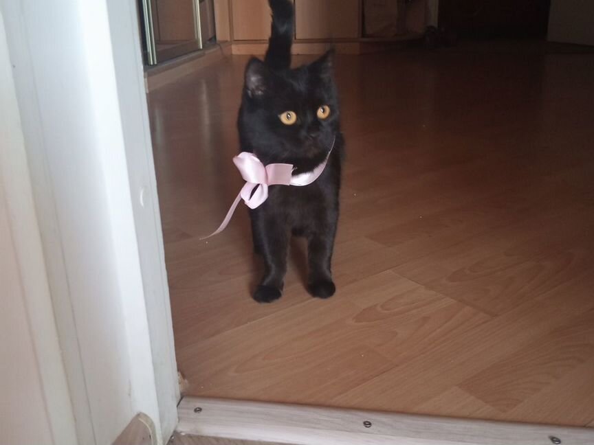 Отдам кошку в добрые руки