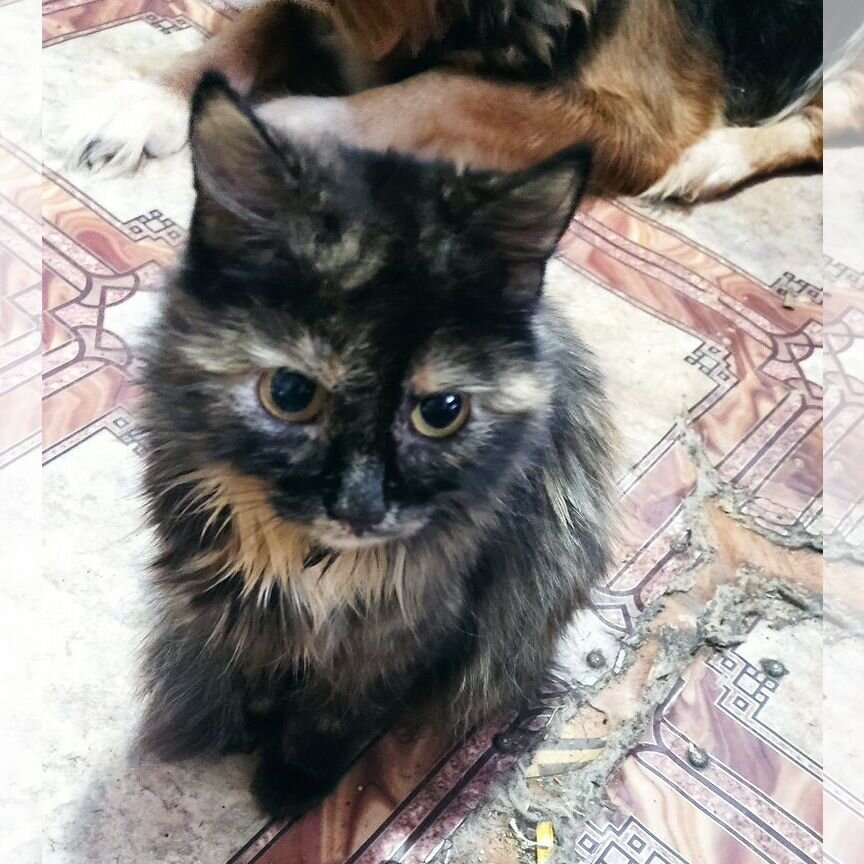 Котёнок в добрые руки