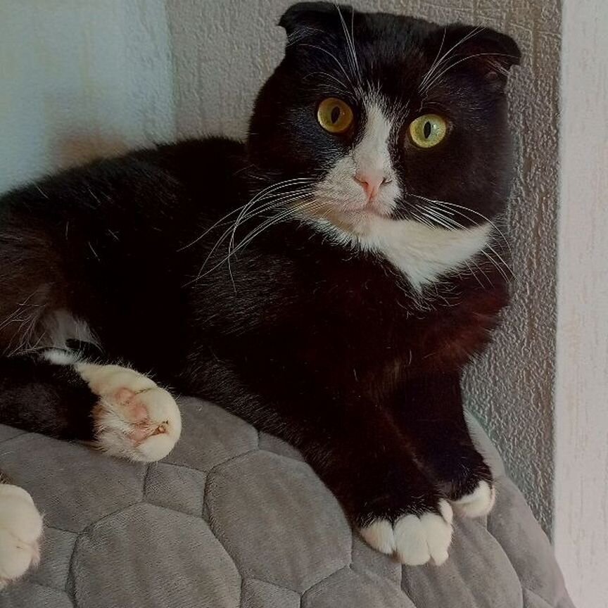 Котики- мальчики в добрые руки