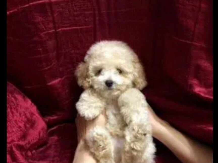 Щенки maltipoo f1 мальтипу
