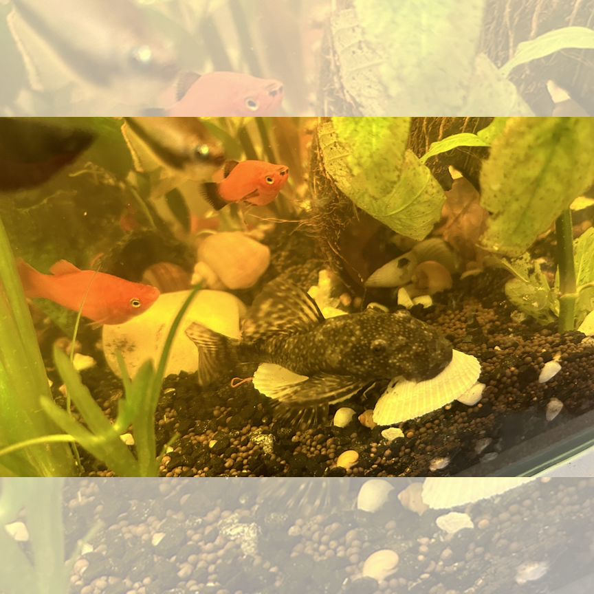 Анцитрус меченосцы разные и улитки ампулярии