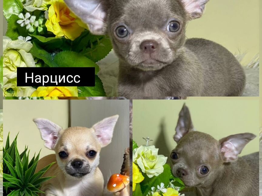 Щенки чихуахуа