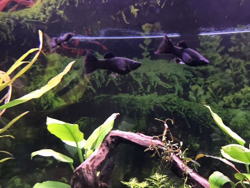 Аквариумные рыбки молинезии черные