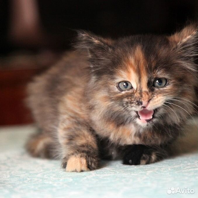 Кому счастье в дом