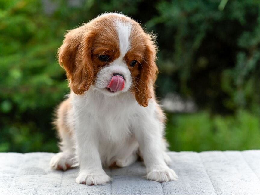 Кавалер Кинг Чарльз спаниель