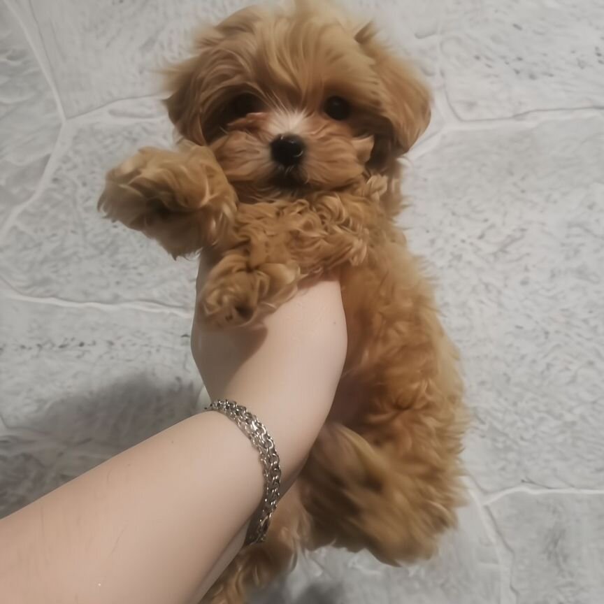 Мальтипу, щенок