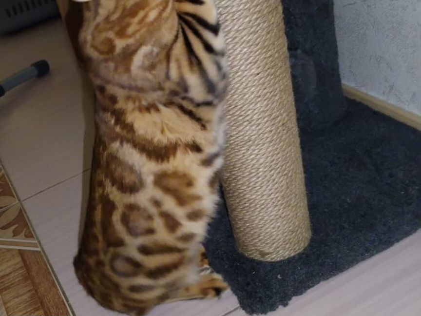 Отдам Бенгальскую кошечку