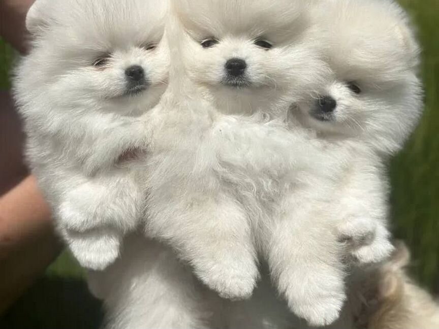 Щенята померанского шпица