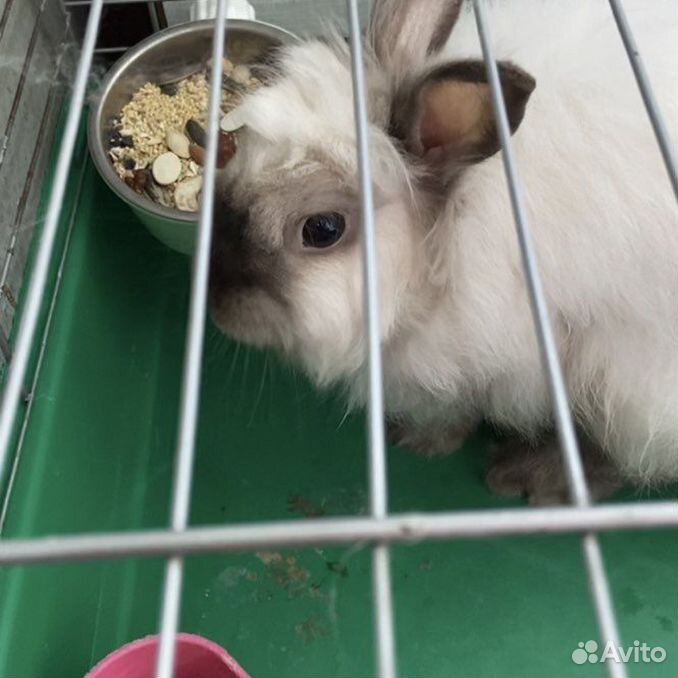 Декоративный кролик в добрые руки