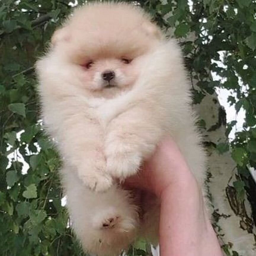Померанский шпиц персик