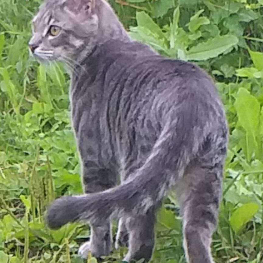Кот Матисс 4,5 мес