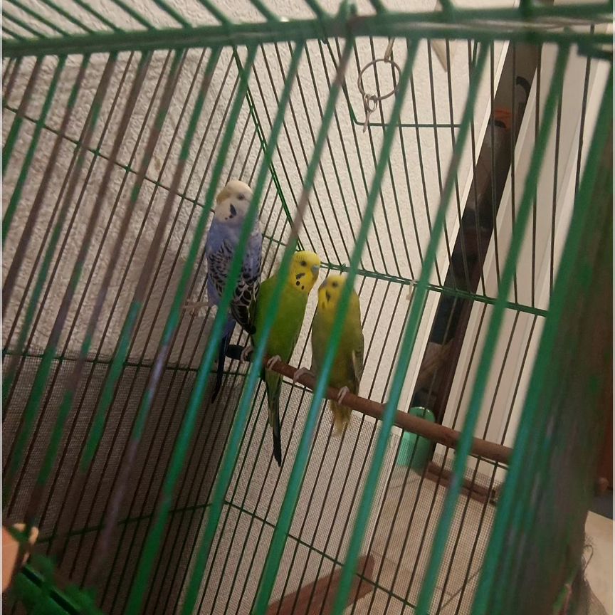 Волнистый попугай с клеткой