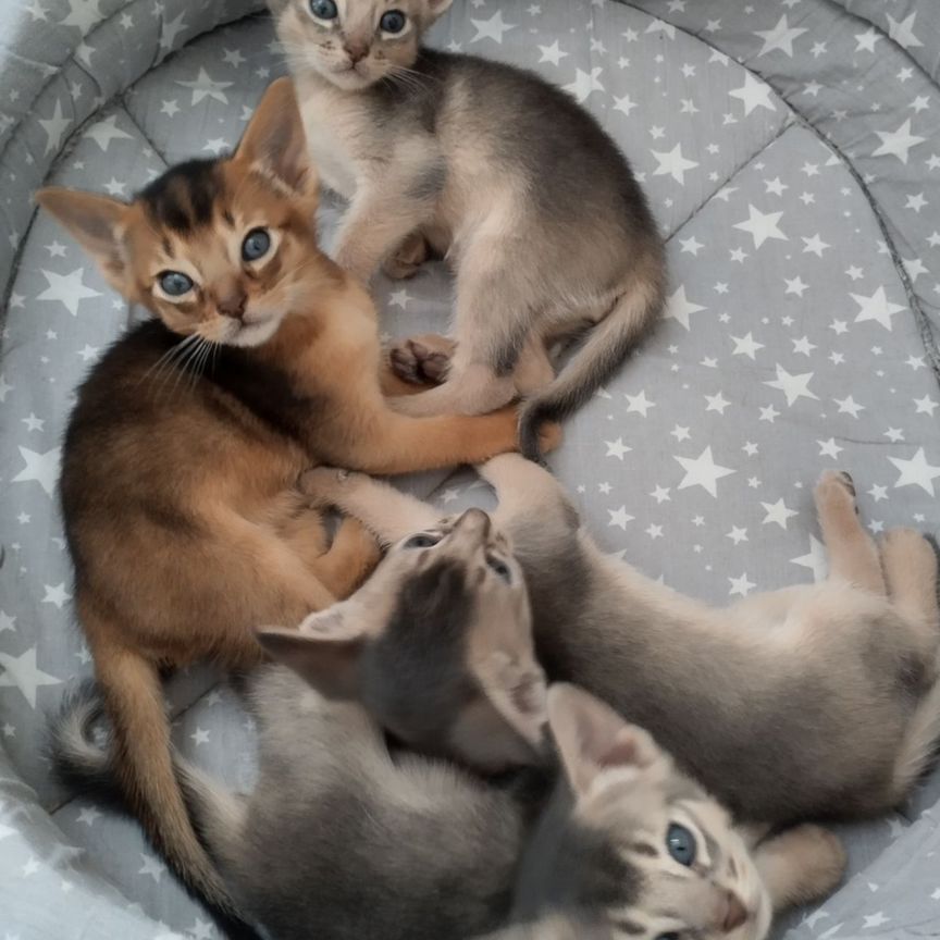 Аби малыши шоу класс