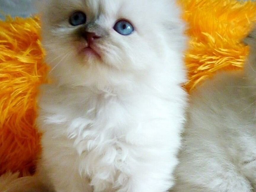 Вислоухая Кошечка колор пойнт