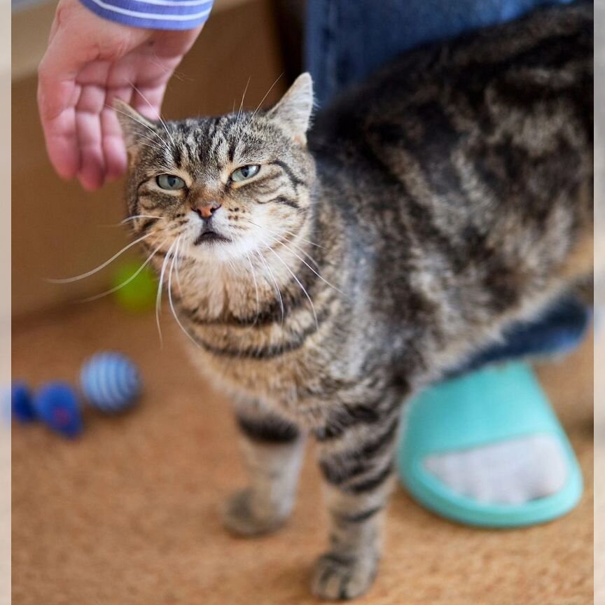 Взрослый кот в добрые руки