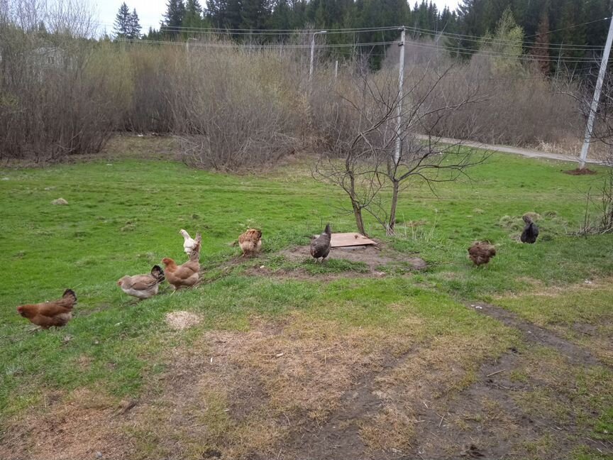 Курицы несушки