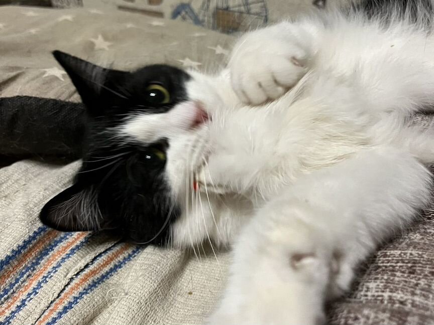 Кошка черная с белым Катюша