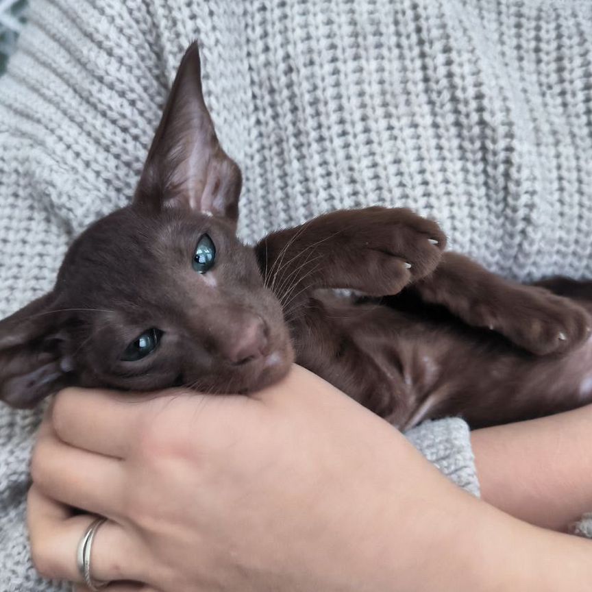 Ориентальный котёнок
