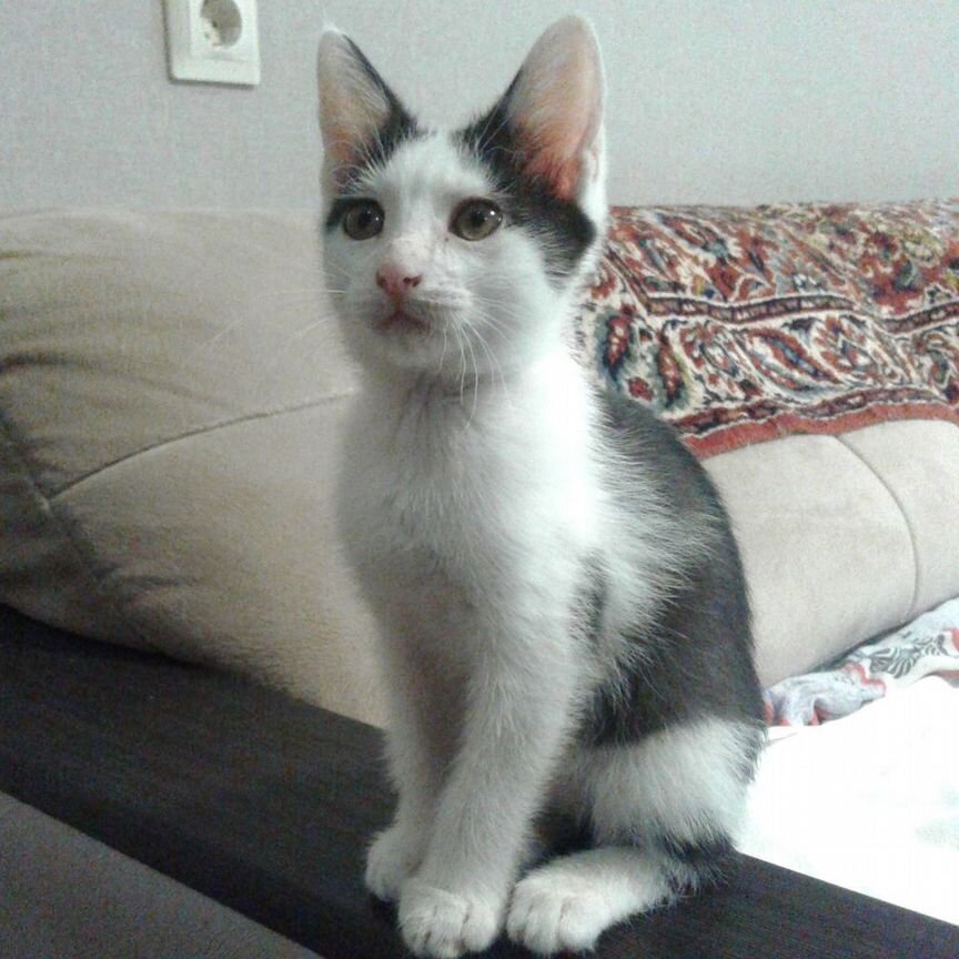 Черно-белый красавчик котик (2 мес.)