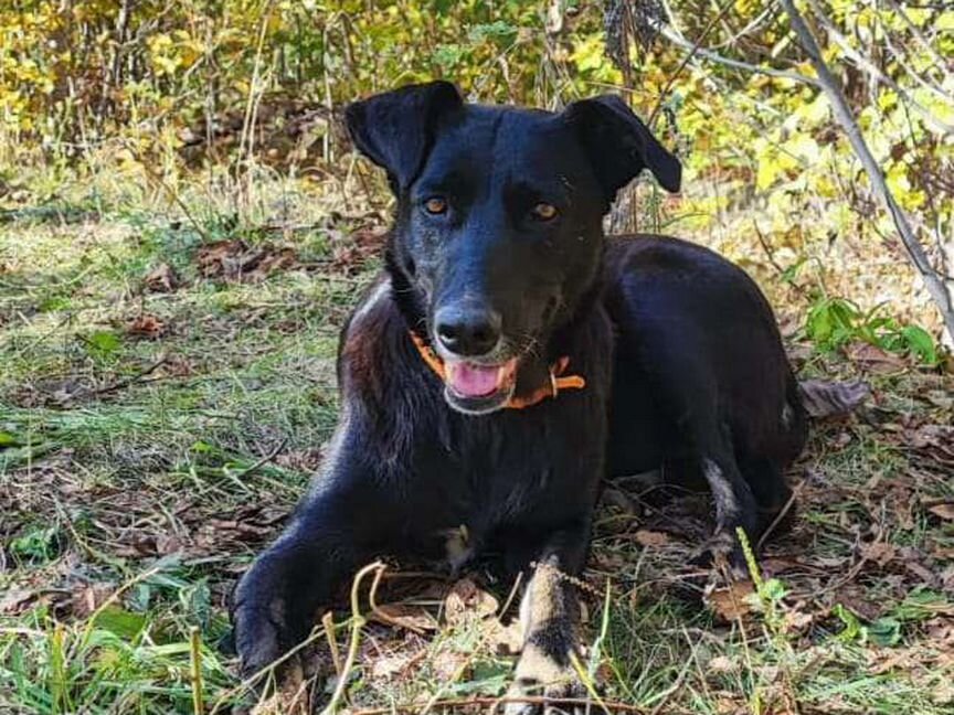 Собака девочка в добрые руки бесплатно