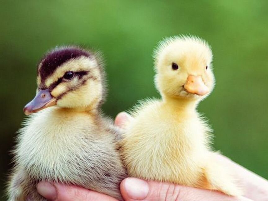 Индоутята утята