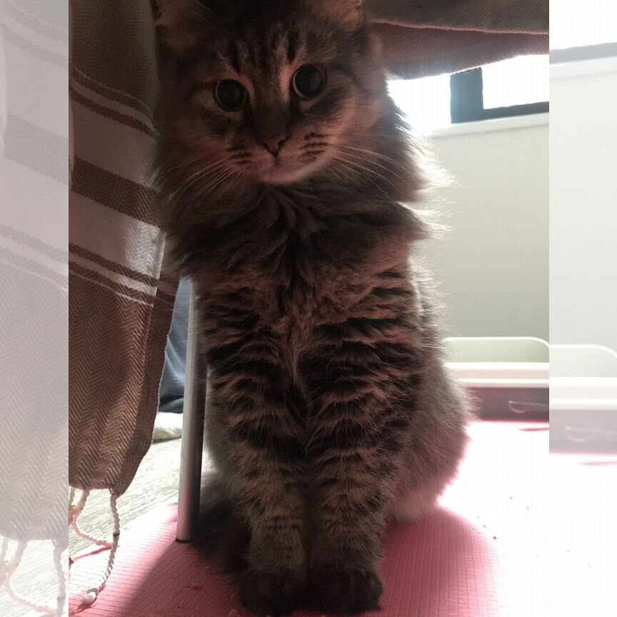 Взрослая, Девочка кошка в добрые руки