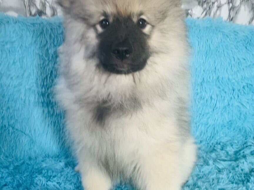 Детки Кеессхонда Вольф шпица