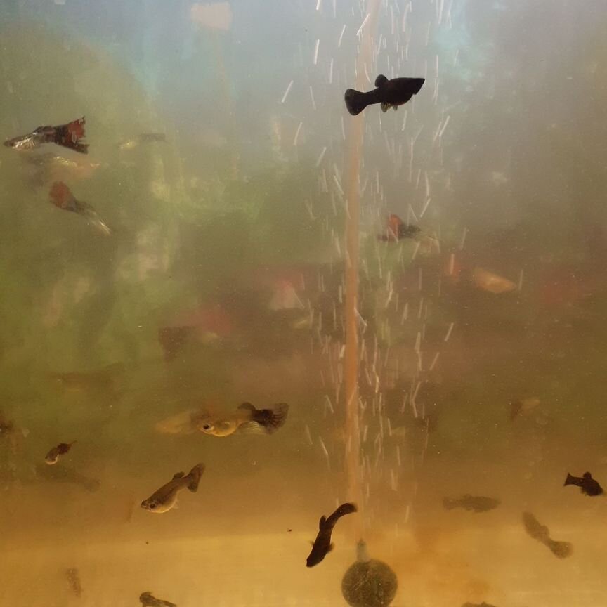 Аквариумные рыбки моллинезии, гуппи