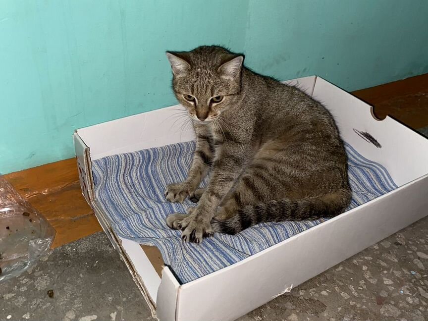 Кошка
